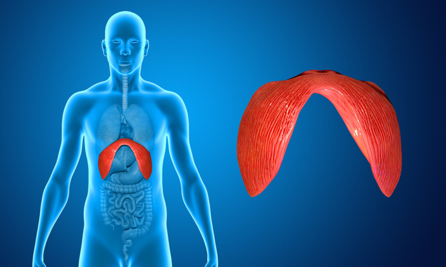 Benefits of Diaphragmatic Breathing – McIsaac Health